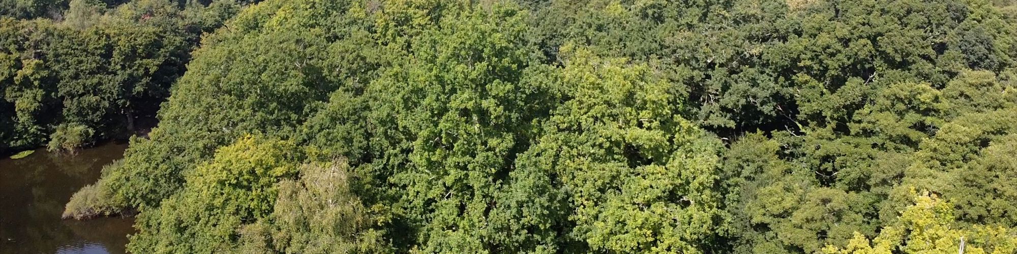 Temporary Tree Protection Order (TPO) Granted on the Forest | Stop the ...