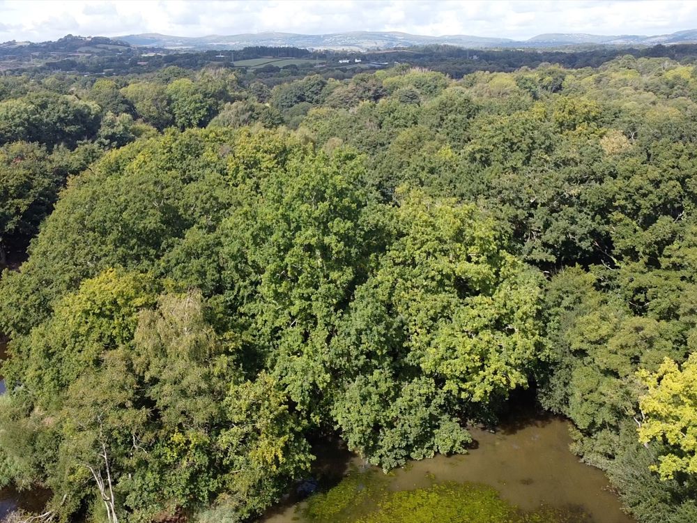 Council Officers Recommend Confirming Tree Preservation Order for ...