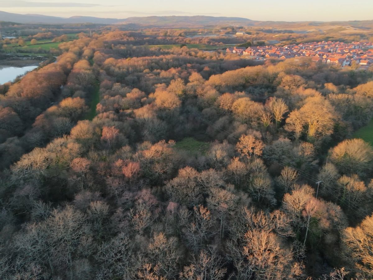 Council Officers Recommend Confirming Tree Preservation Order for ...